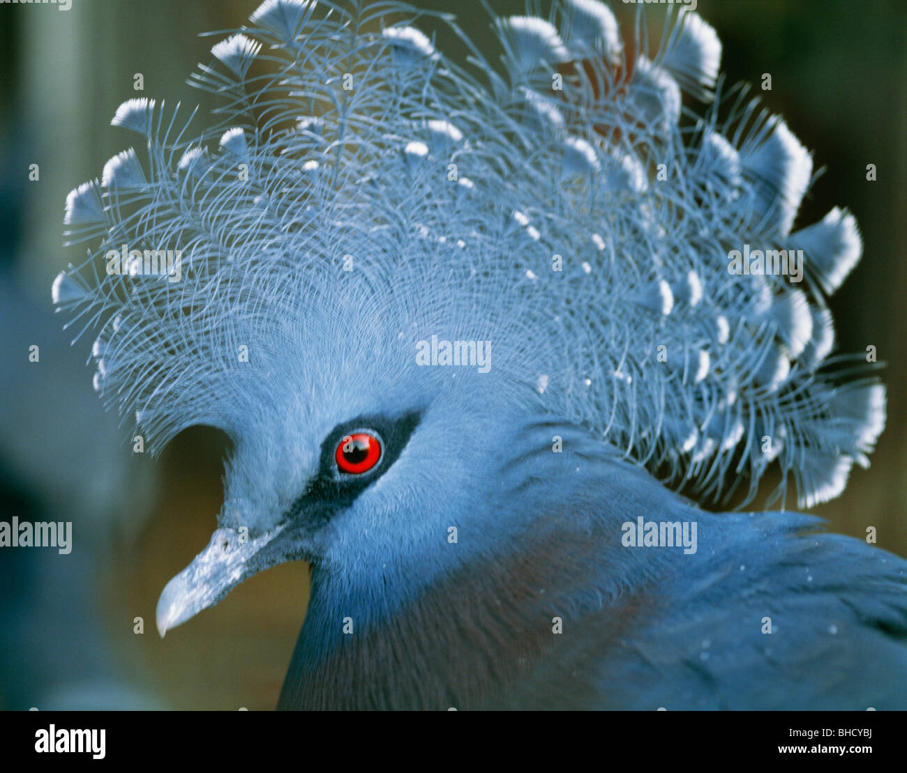 Victoria Crowned Pigeon. Yokohama, Kanagawa Prefecture, Japan Stock ...