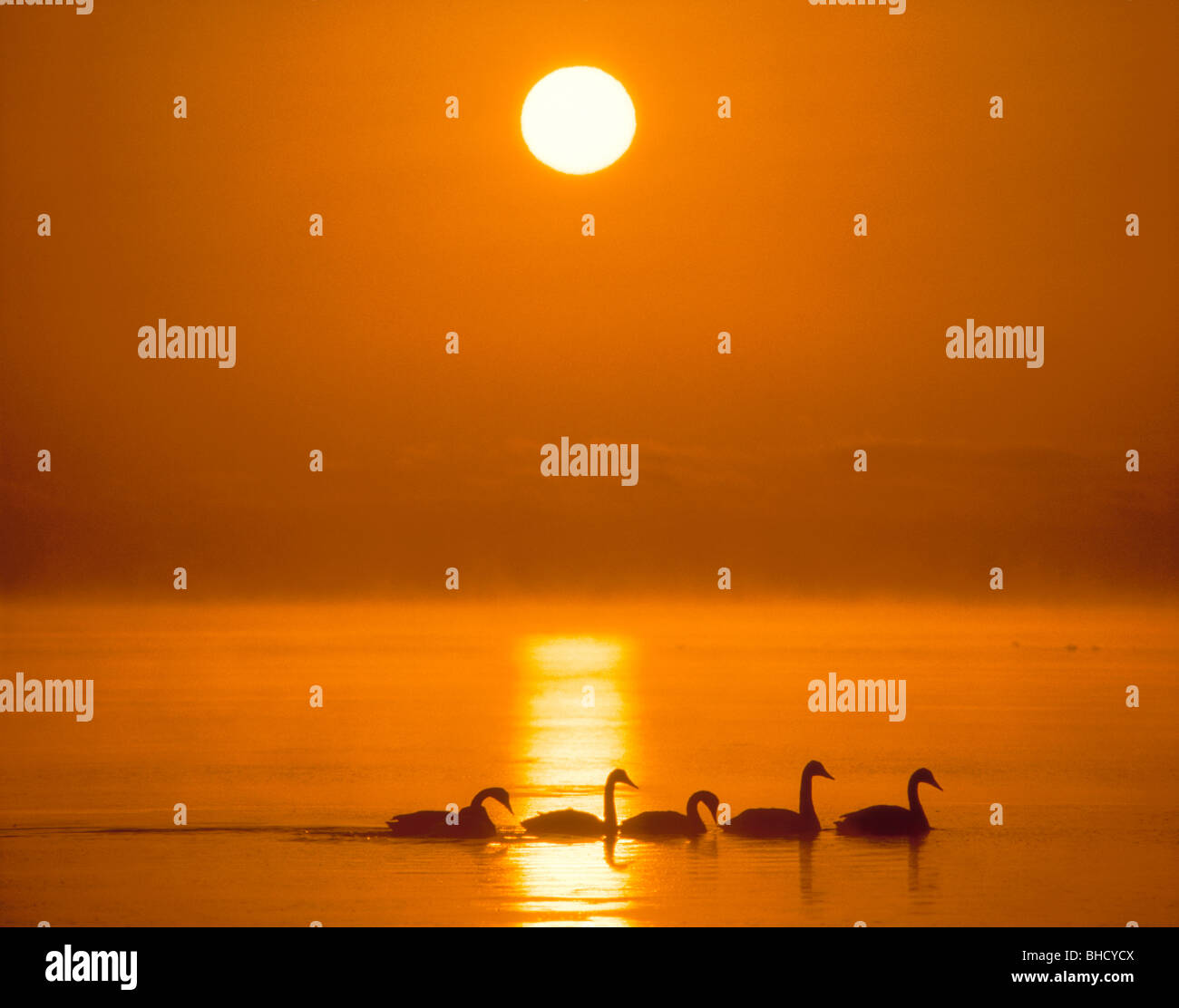 Sunset image with swans hi-res stock photography and images - Alamy
