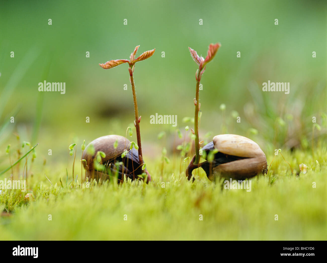 Japanese oak tree hi-res stock photography and images - Alamy