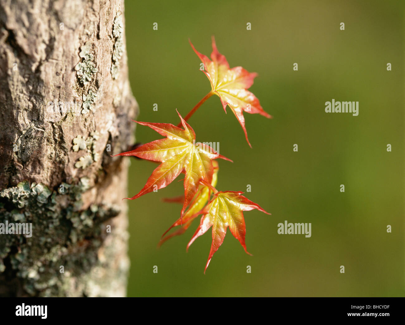 Sprouting leaves on maple tree, Hokkaido, Japan Stock Photo - Alamy