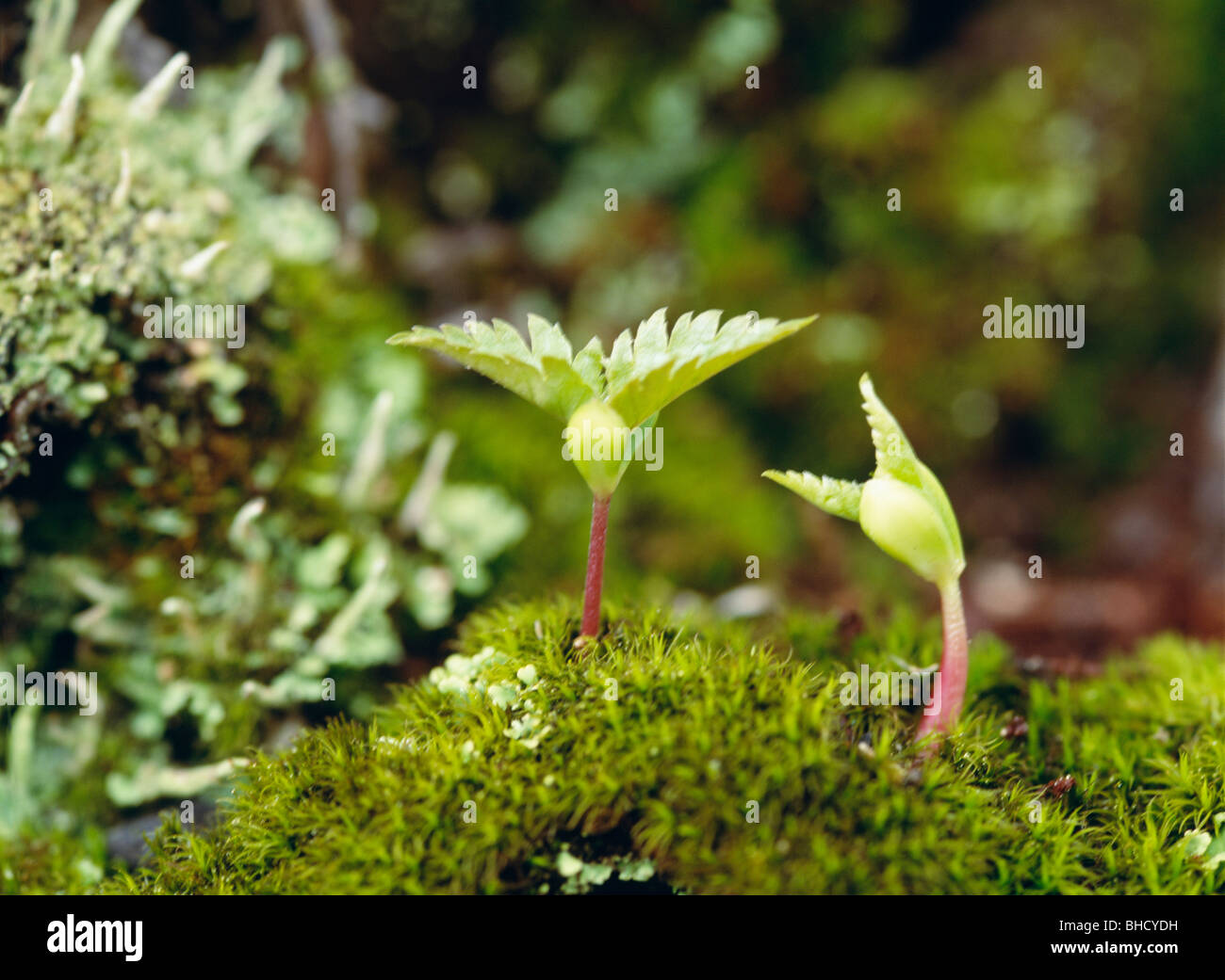 Cherry Tree sprouts growing in moss, Hokkaido, Japan Stock Photo - Alamy