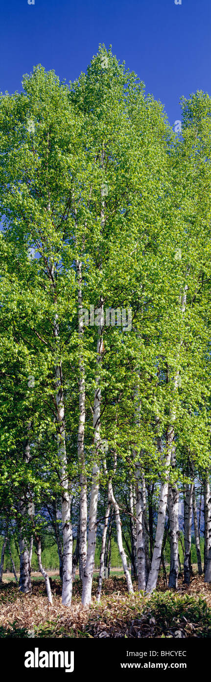 Silver birch trees, Hokkaido, Japan Stock Photo - Alamy
