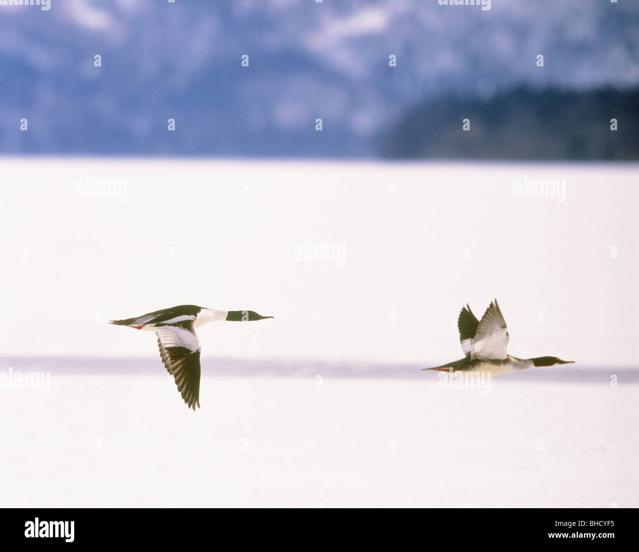 Ducks flying over snowy field, Hokkaido, Japan Stock Photo - Alamy