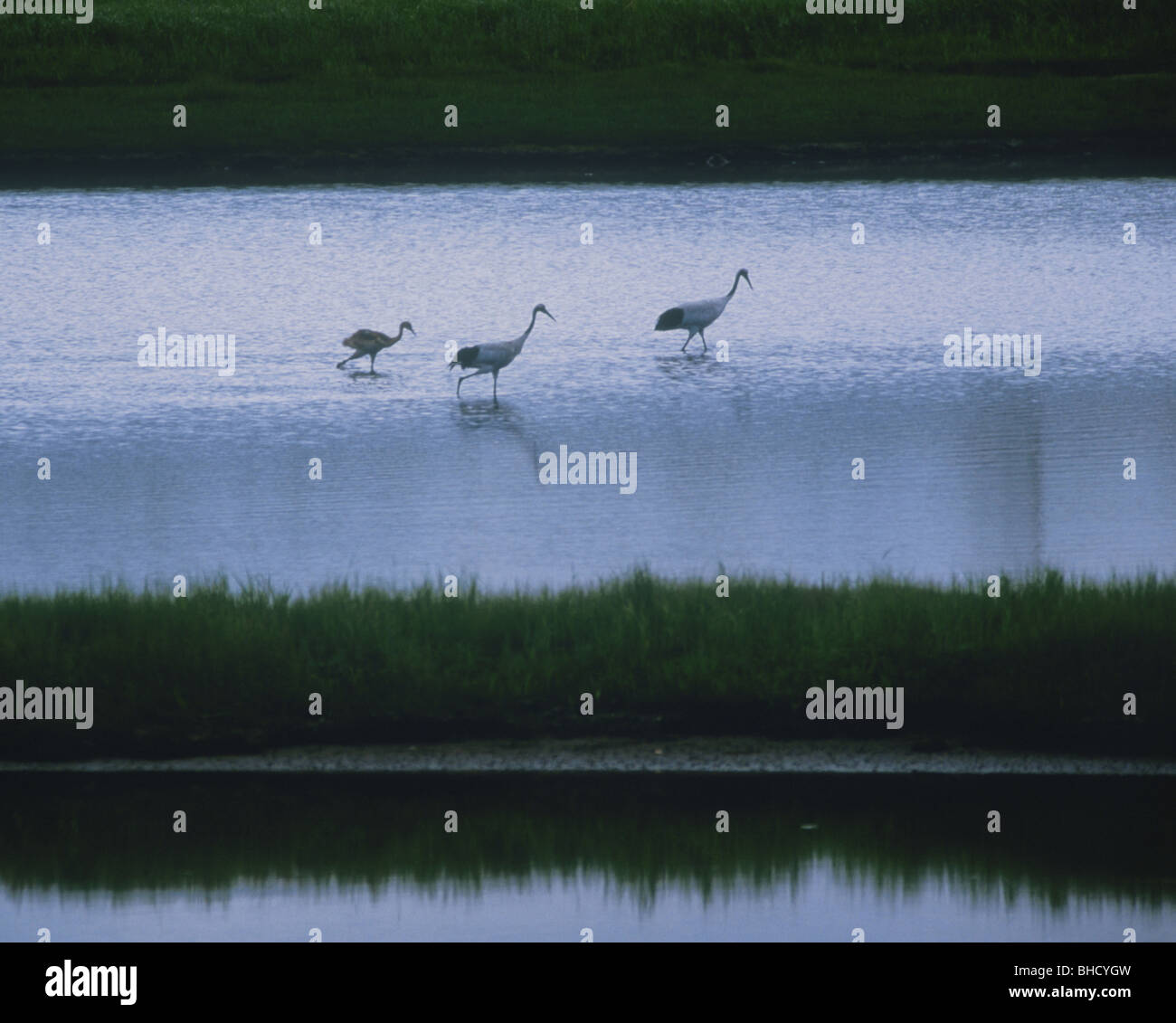 Japanese Cranes wading in water, Hokkaido, Japan Stock Photo - Alamy