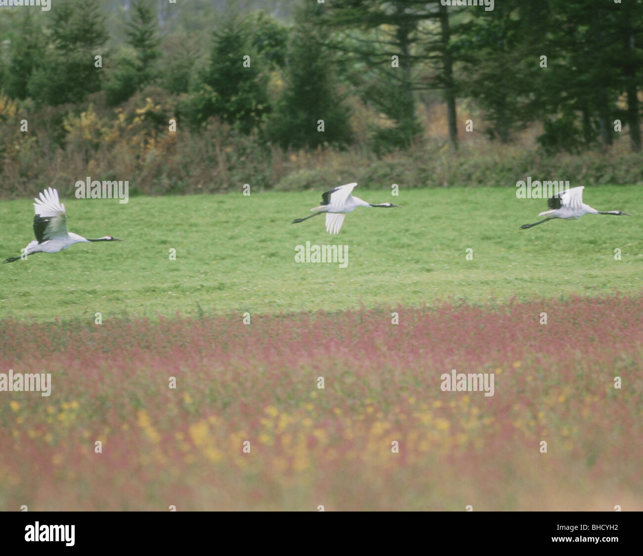 Japanese crane spread wings hi-res stock photography and images - Alamy