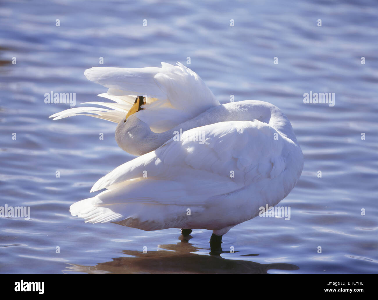 Swan cleaning wings in Kussharo Lake, Hokkaido, Japan Stock Photo - Alamy