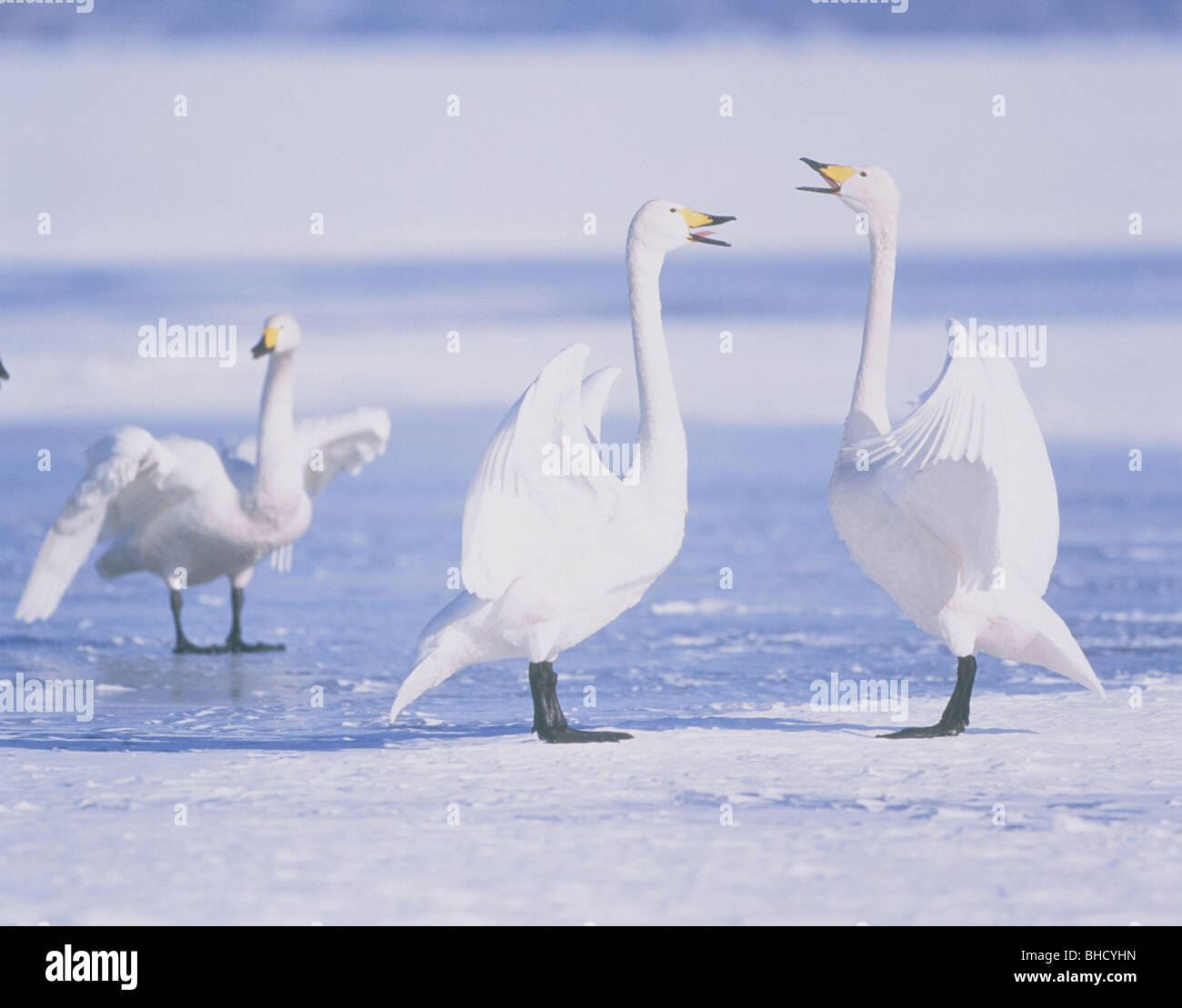 Swans mating on Kussharo Lake, Hokkaido, Japan Stock Photo - Alamy