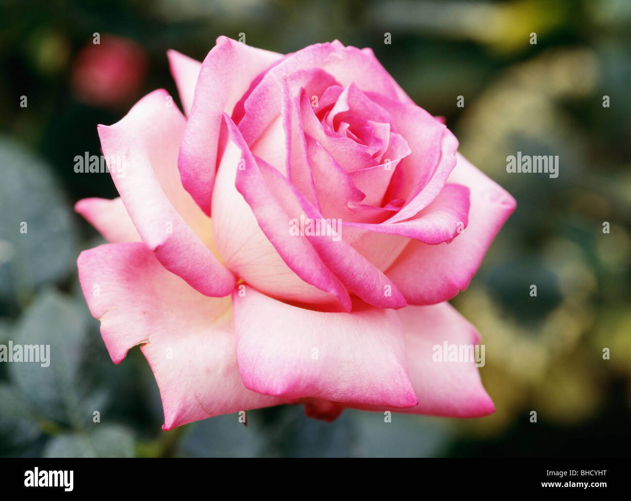 Princesse de monaco rose hi-res stock photography and images - Alamy