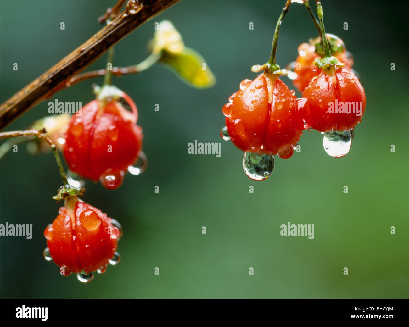 Staff tree hi-res stock photography and images - Alamy