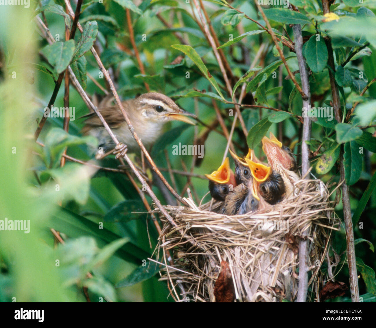 Black-browed Reed-warbler feeding chicks in nest, Hokkaido, Japan Stock ...