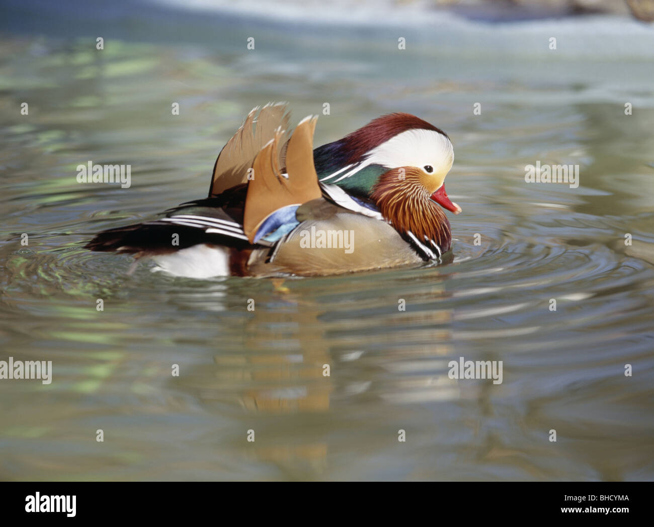 Male mandarin duck, Kushiro, Hokkaido, Japan Stock Photo - Alamy