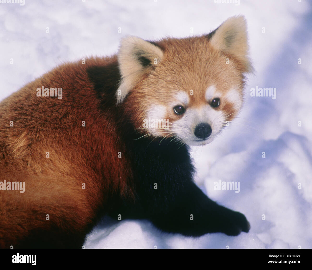 Lesser panda. Kushiro Zoo, Hokkaido Prefecture, Japan Stock Photo - Alamy