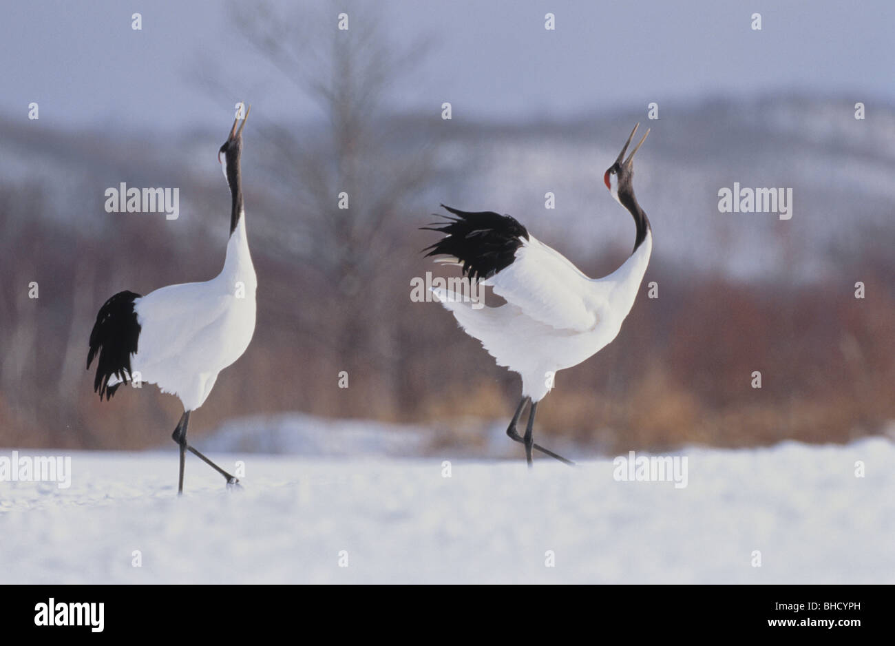 Japanese crane snow standing hi-res stock photography and images - Alamy