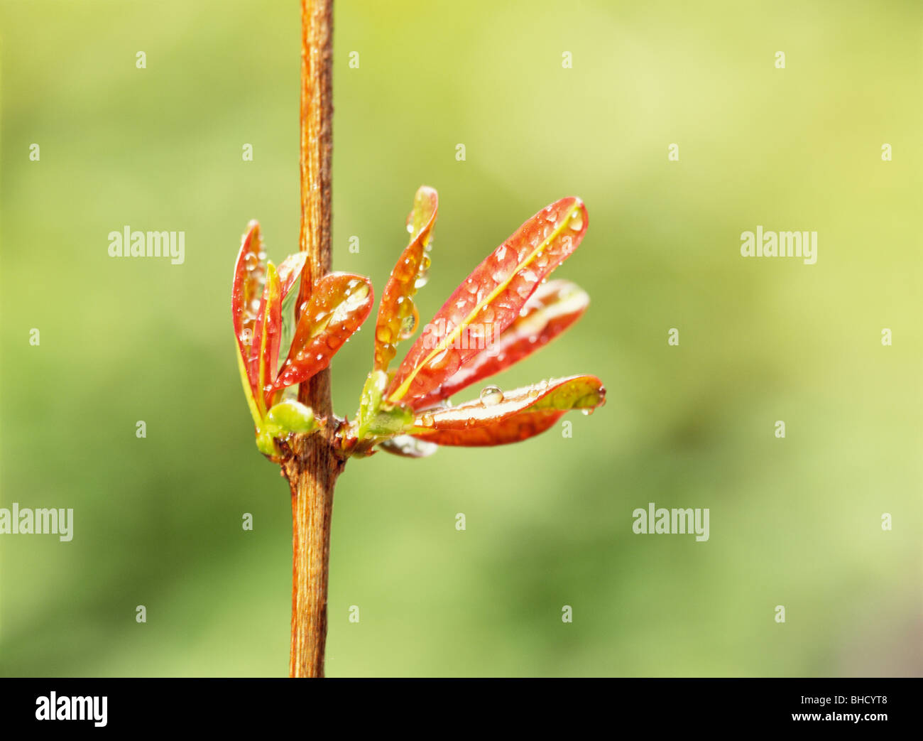 Budding flower on pomegranate tree, Kanagawa Prefecture, Japan Stock ...