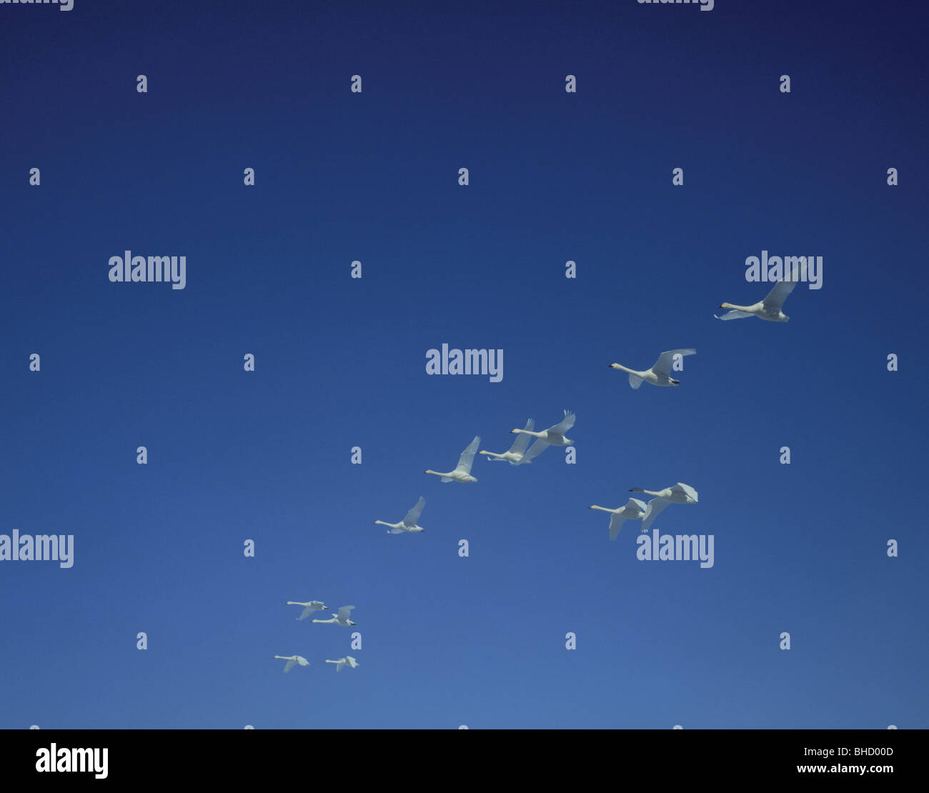 Birds swans flying in v formation hi-res stock photography and images ...