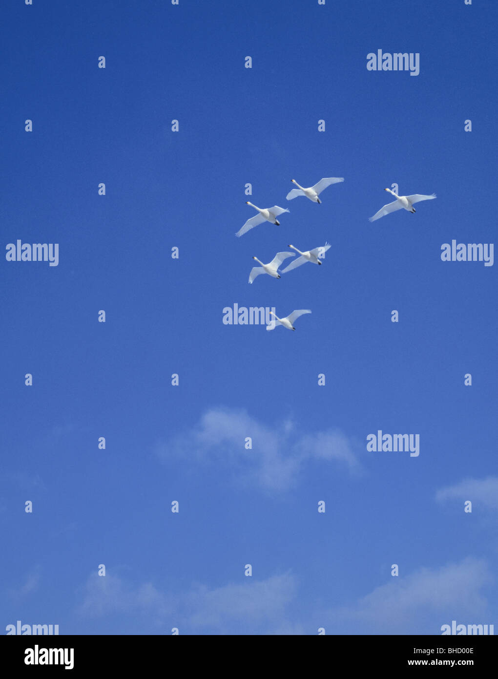 Birds swans flying in v formation hi-res stock photography and images ...