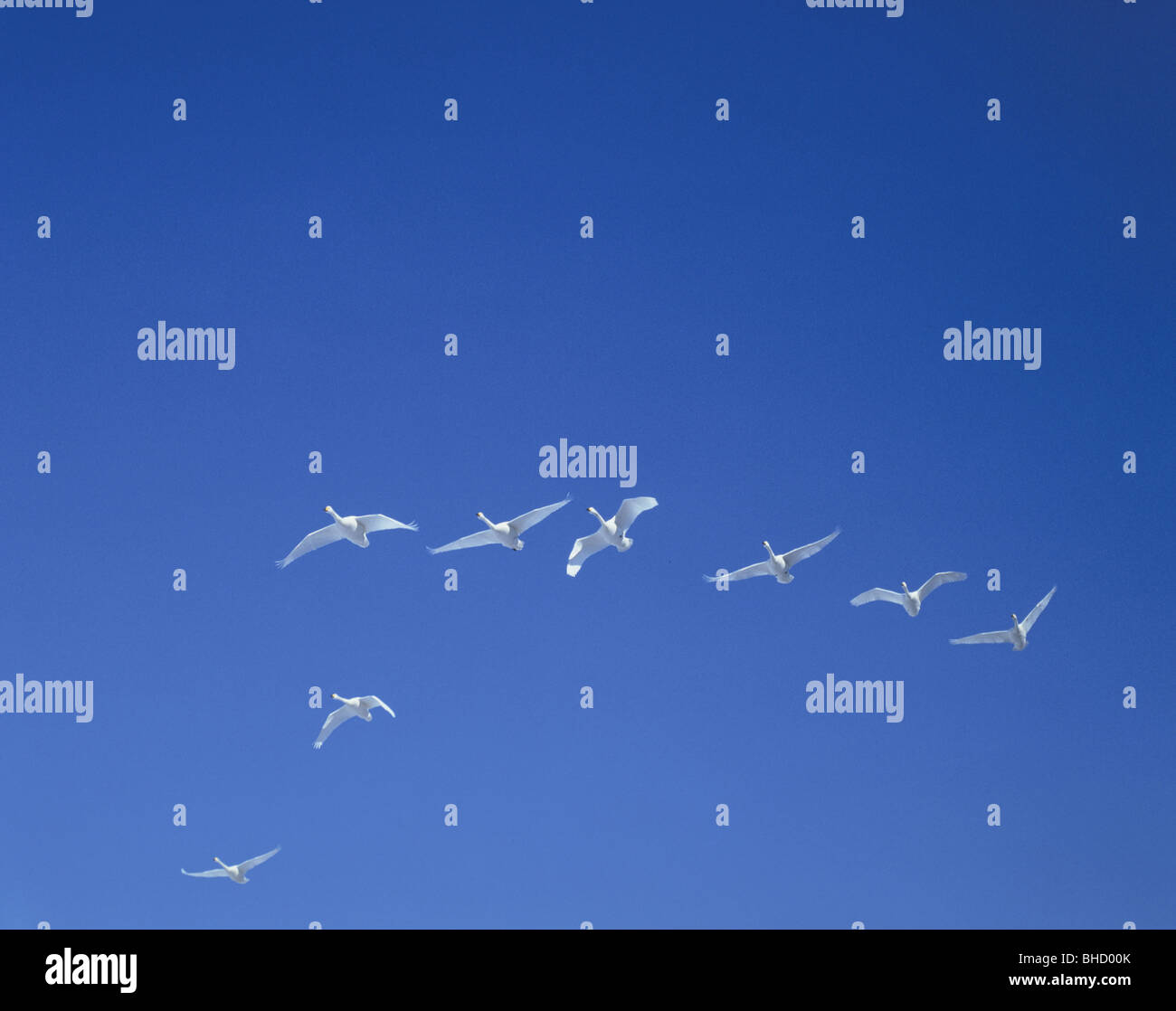 Birds swans flying in v formation hi-res stock photography and images ...