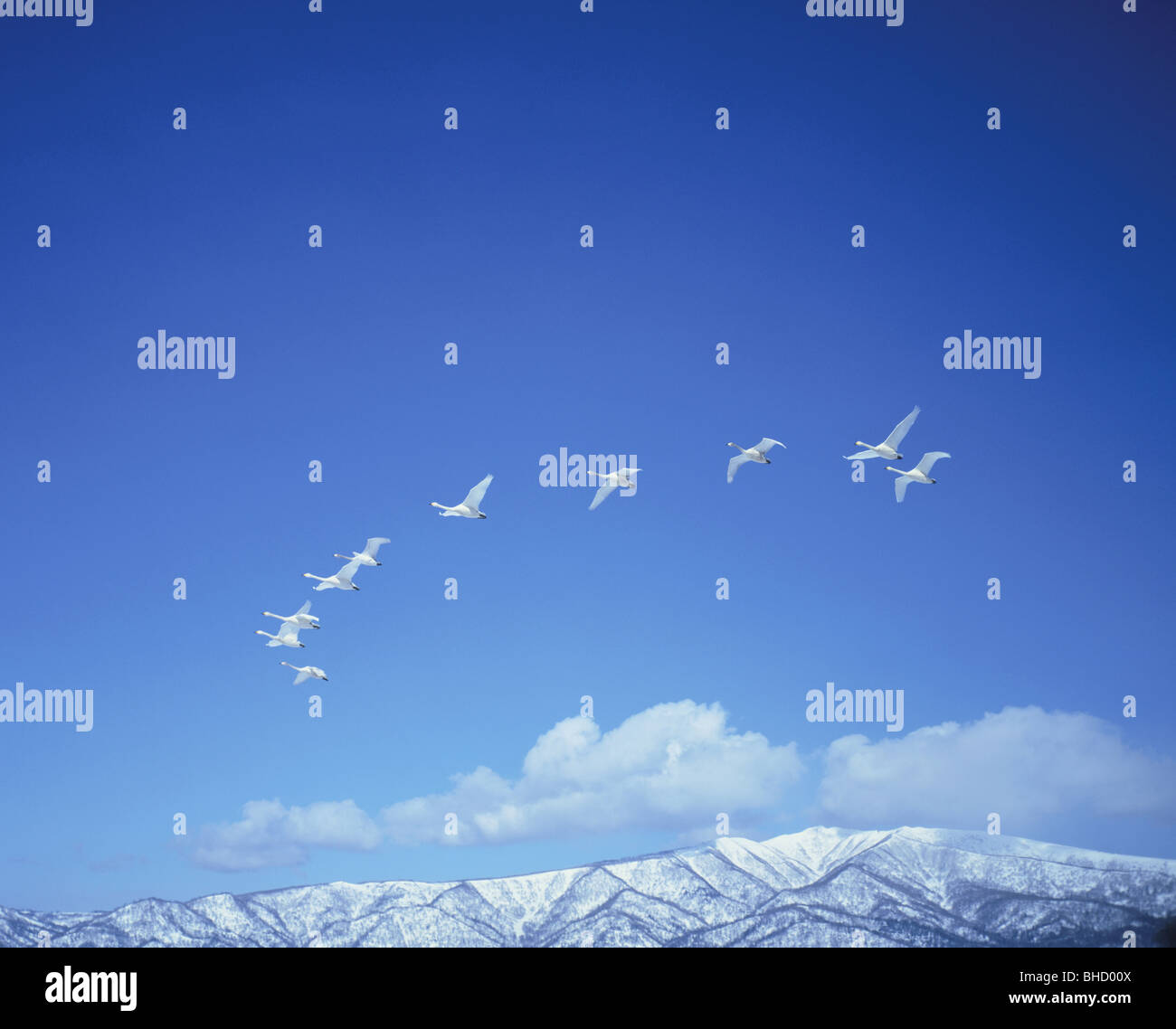 Birds swans flying in v formation hi-res stock photography and images ...