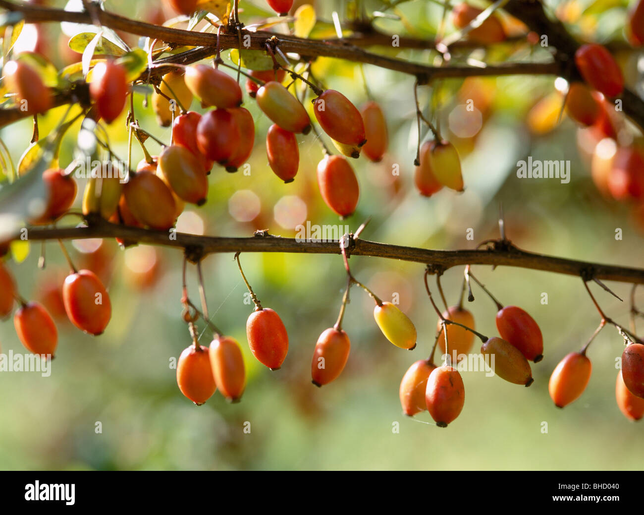 Japanese barberry fruit hanging off branch Stock Photo - Alamy