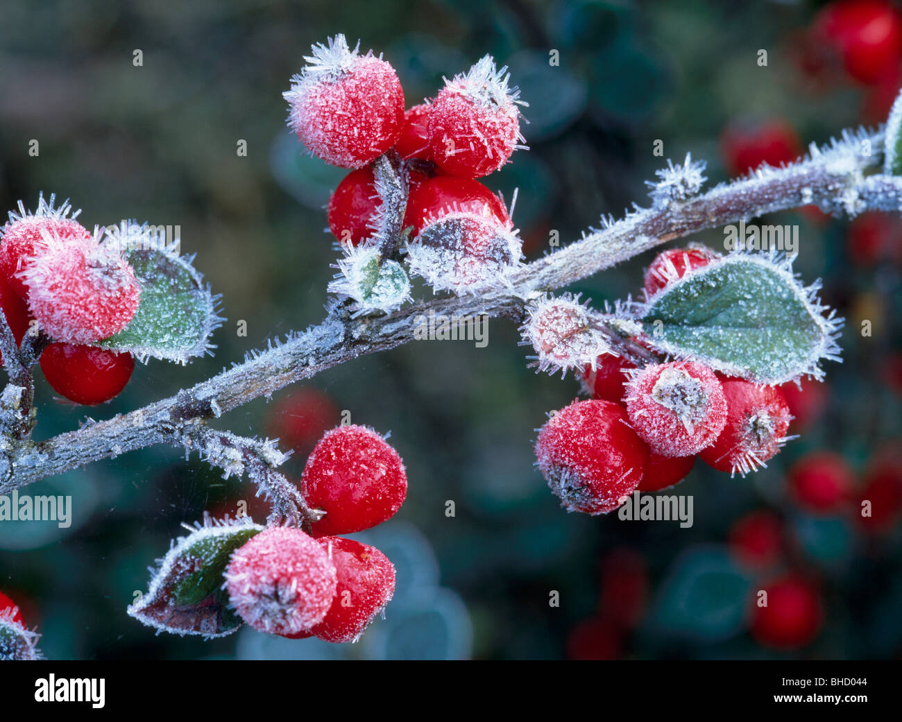 Rockspray cotoneaster hi-res stock photography and images - Alamy