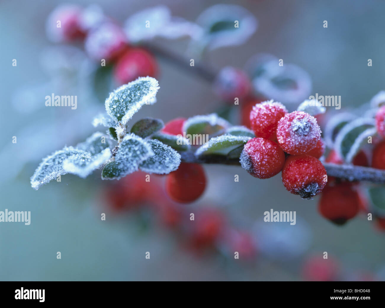 Close-up of Rockspray cotoneaster with frost. Hokkaido, Japan Stock ...