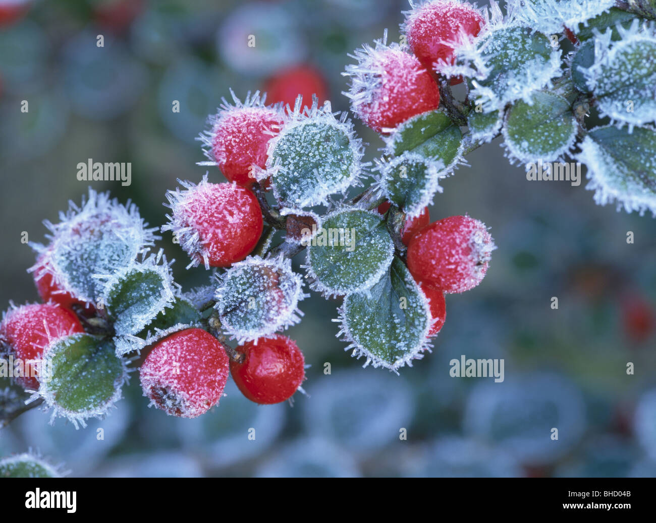 Rockspray cotoneaster hi-res stock photography and images - Alamy