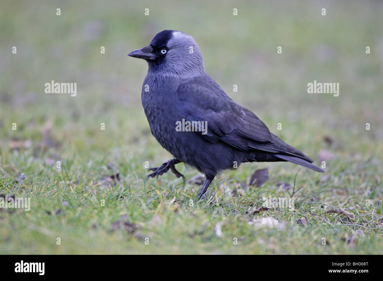 Western Jackdaw walking Stock Photo - Alamy