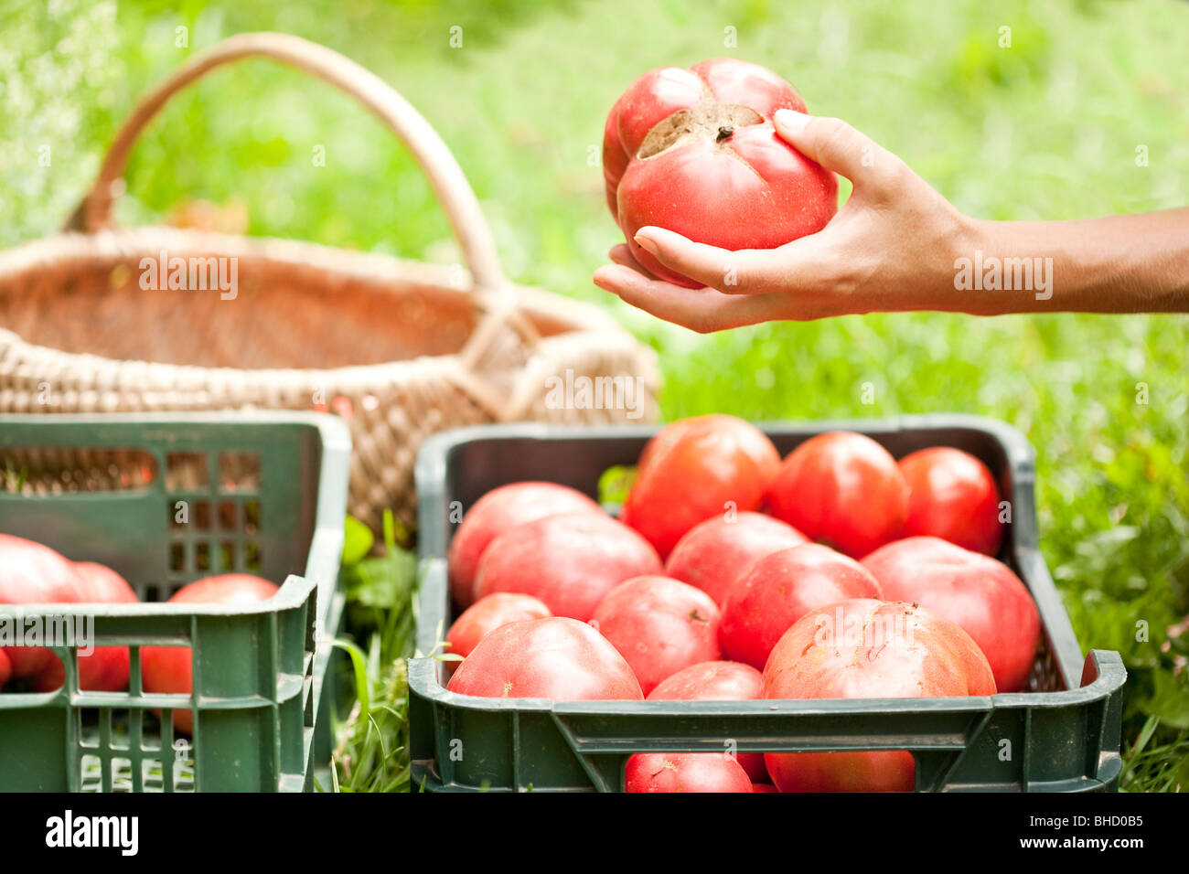 Young lady sorting tomatoes in boxes outdoors Stock Photo - Alamy