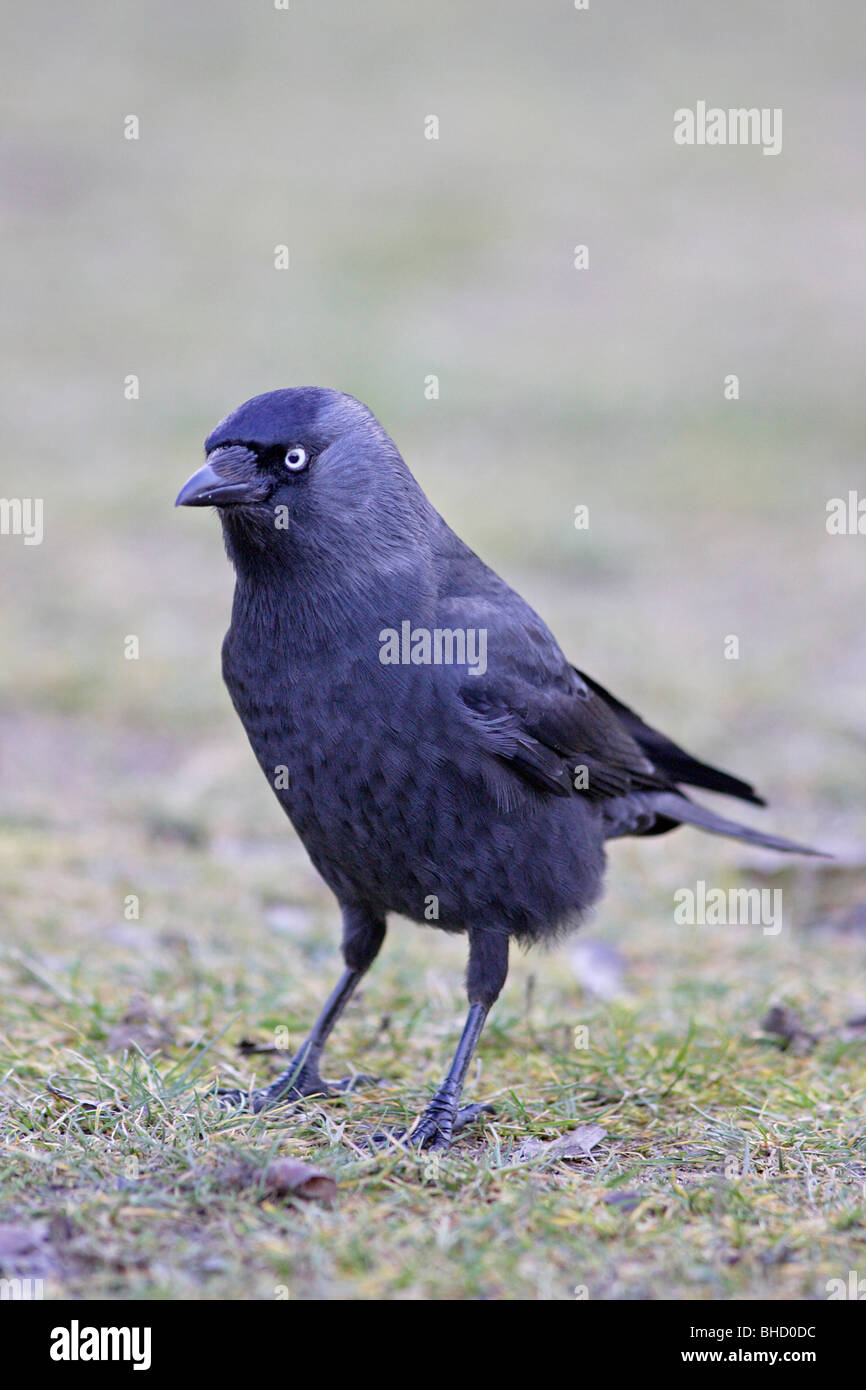 The western jackdaw hi-res stock photography and images - Alamy