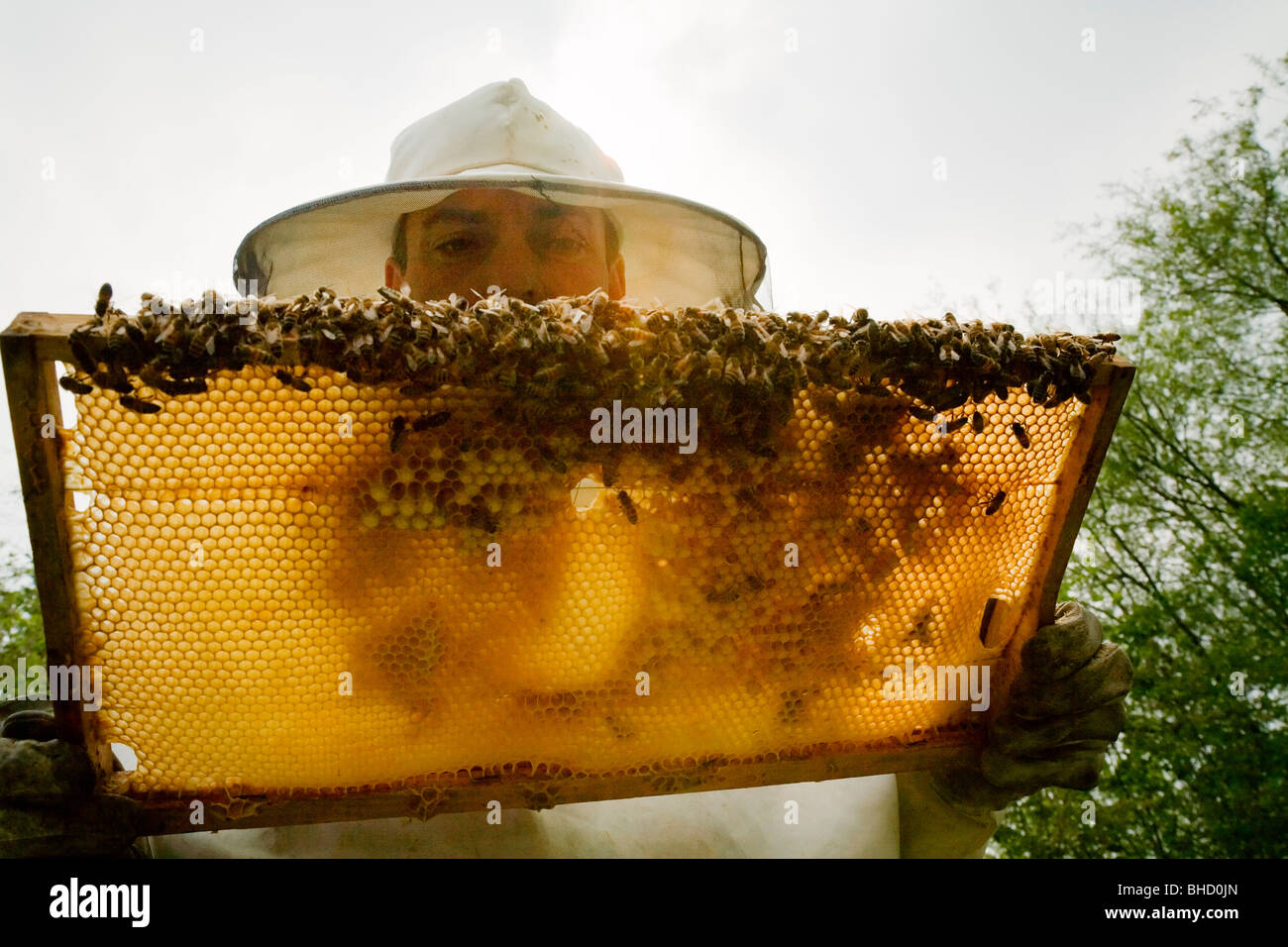 How to keep bees hi-res stock photography and images - Alamy