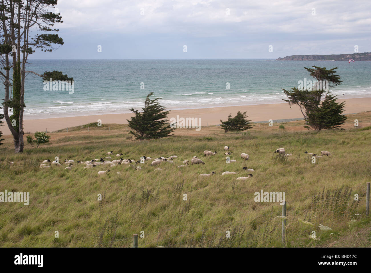 Black headed sheep. Côtes d'Armor, Brittany Stock Photo - Alamy