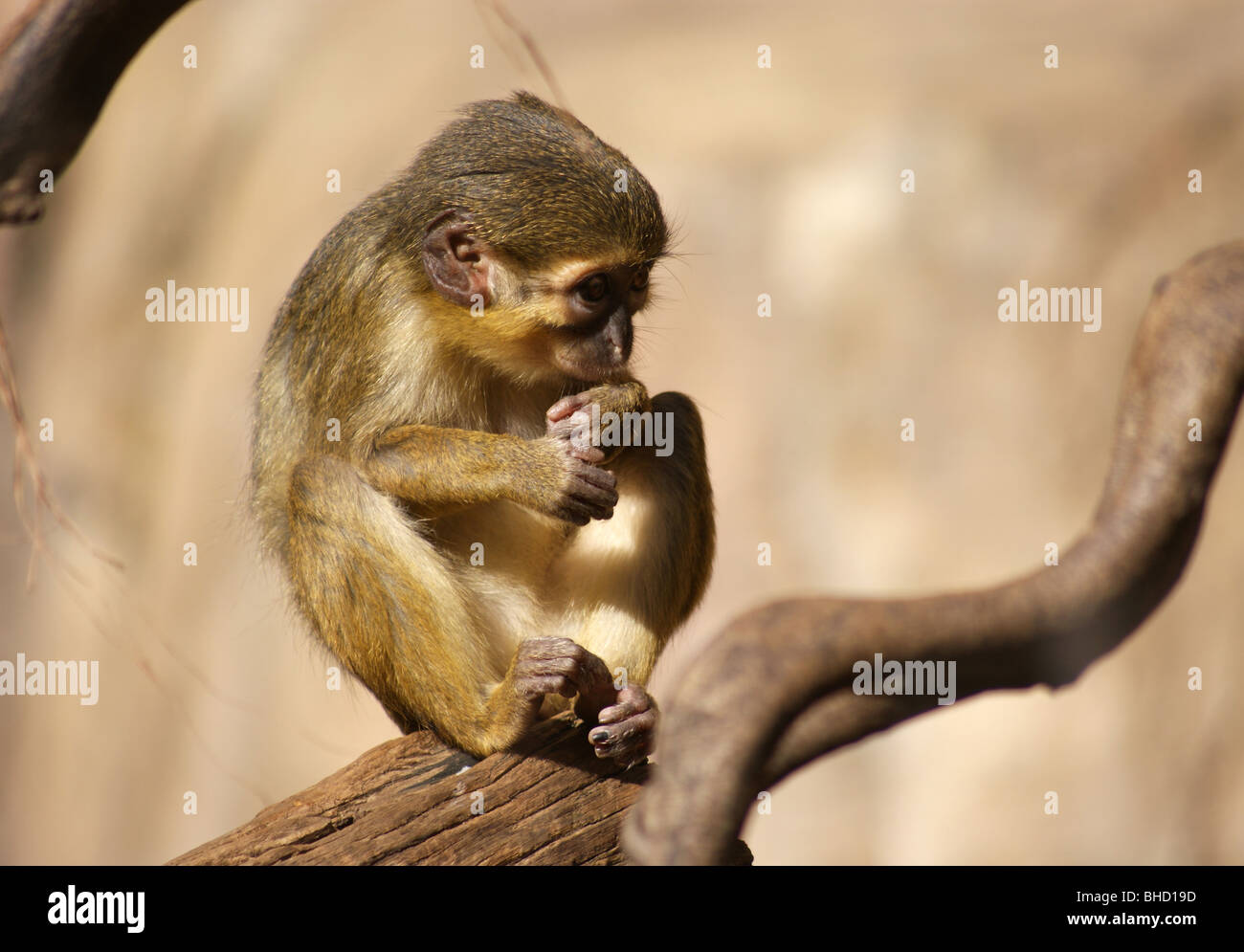 Baby Gabon Talapoin Monkey sitting on a branch Stock Photo - Alamy