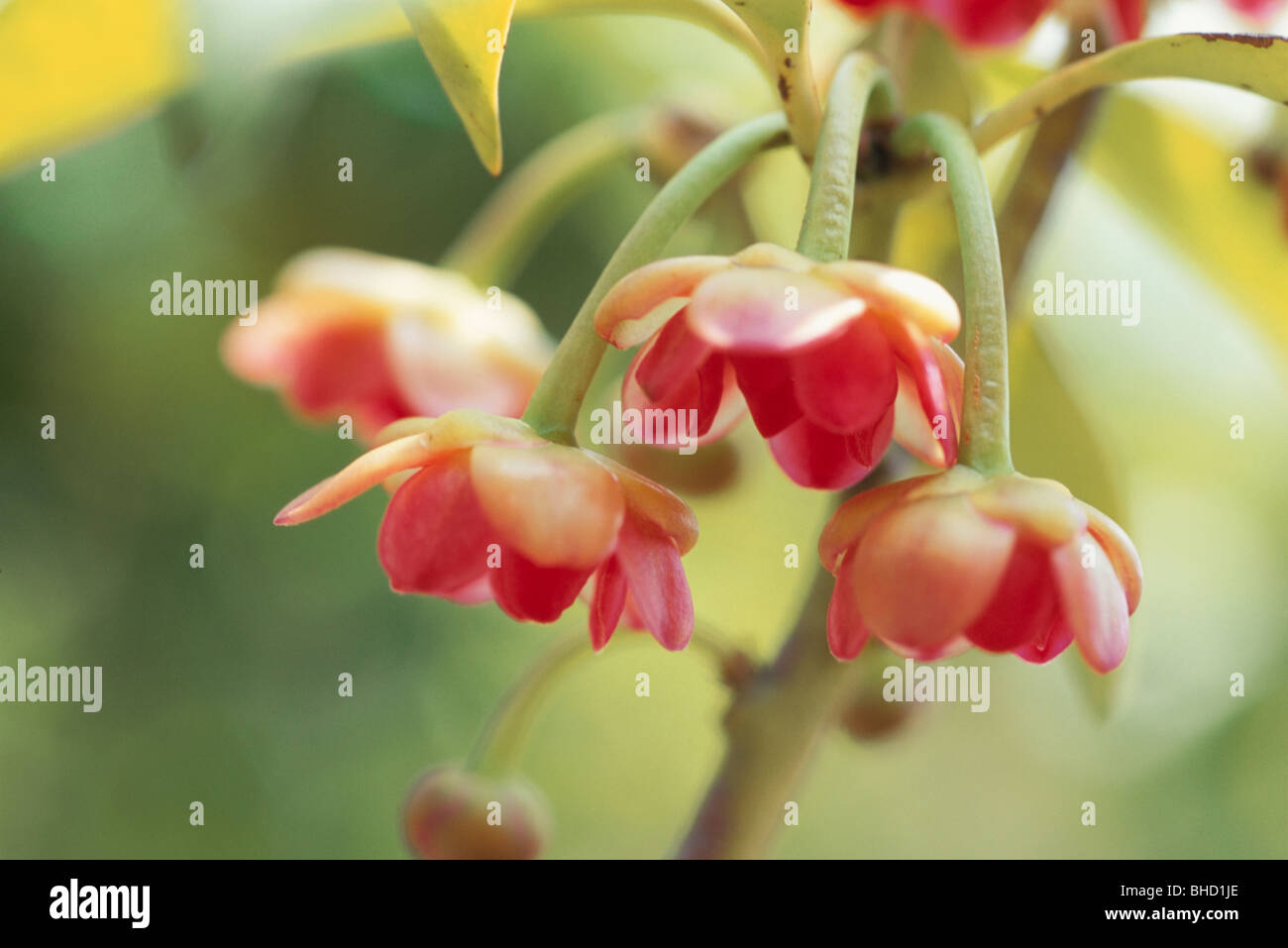 Chinese anise-tree flowers Stock Photo - Alamy
