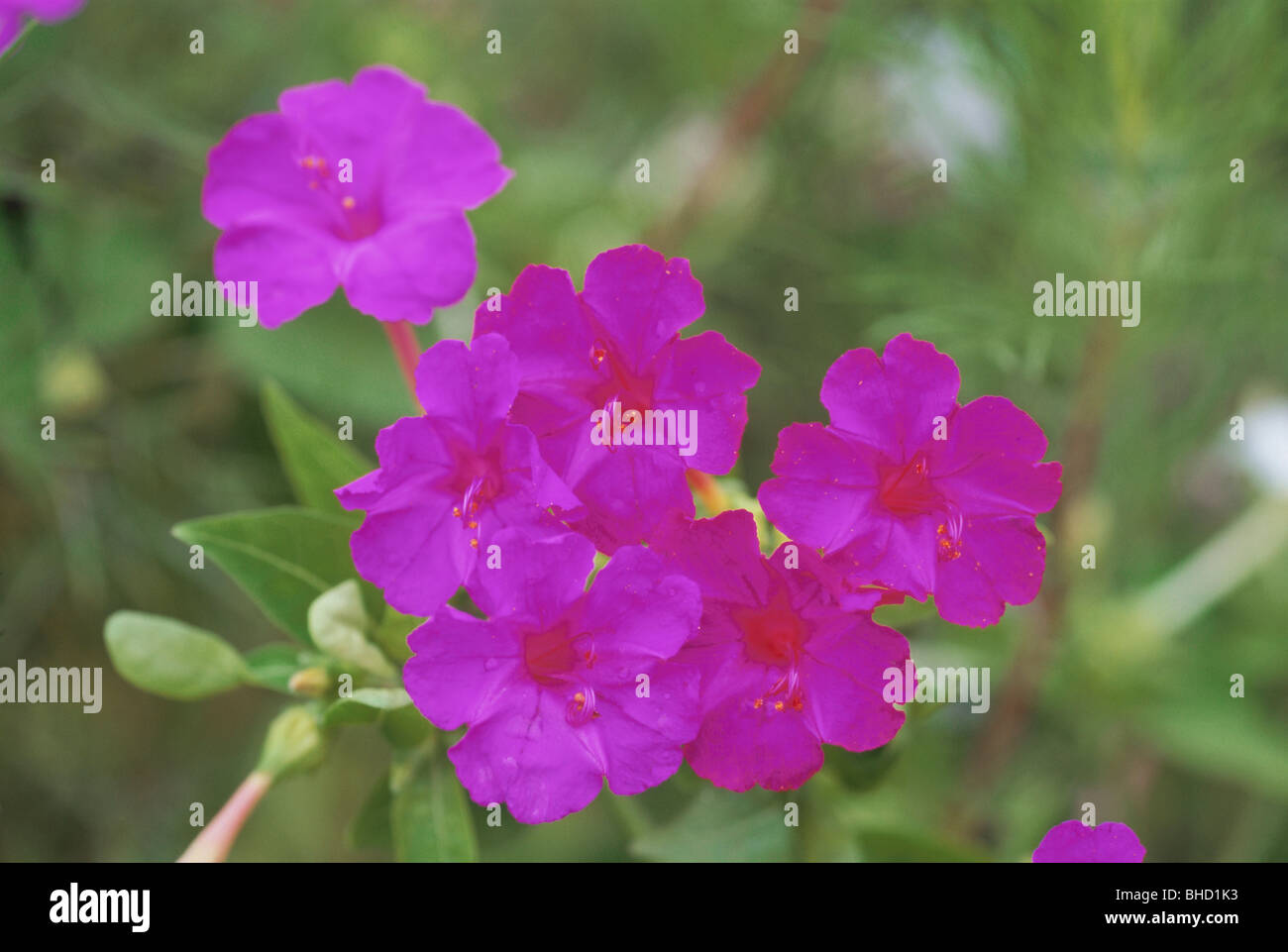 Four o'clock flowers hi-res stock photography and images - Alamy