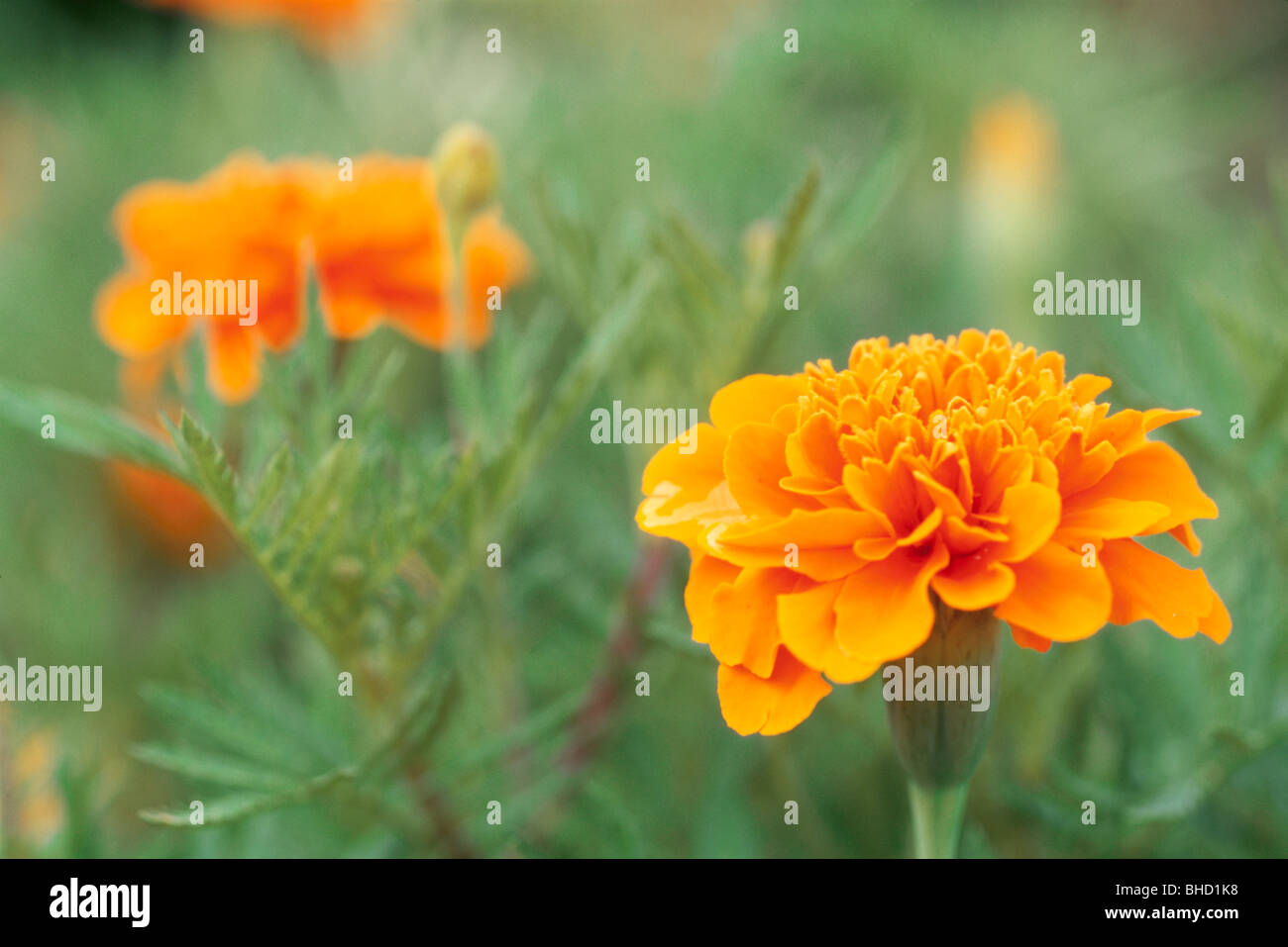 Marigold flowers, Kawaguchi, Saitama Prefecture, Japan Stock Photo - Alamy