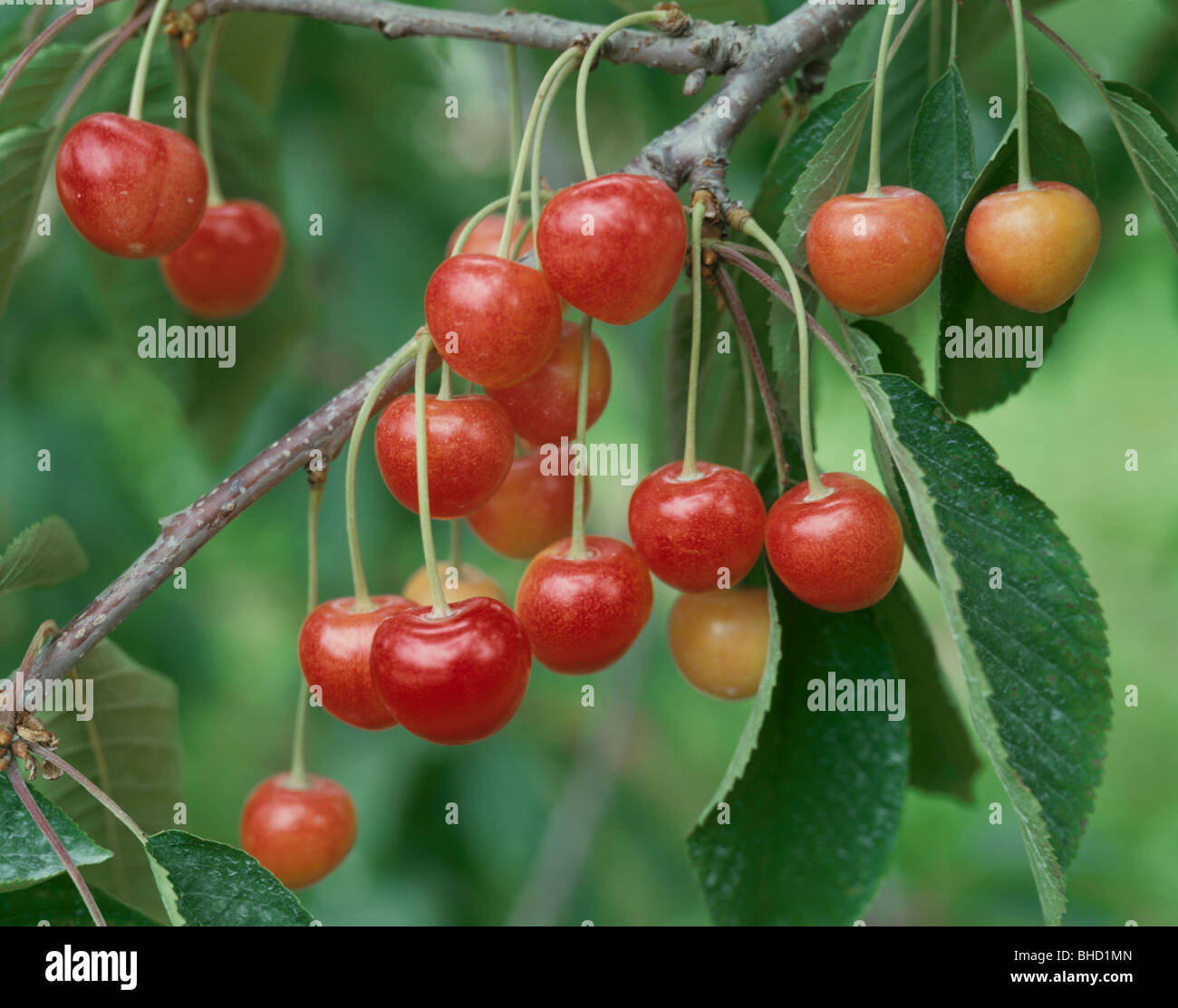 Dangling cherries hi-res stock photography and images - Alamy