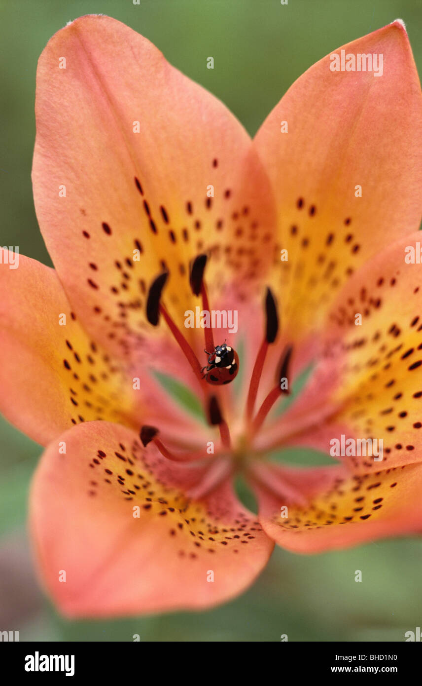 Coccinellidae in focus hi-res stock photography and images - Alamy