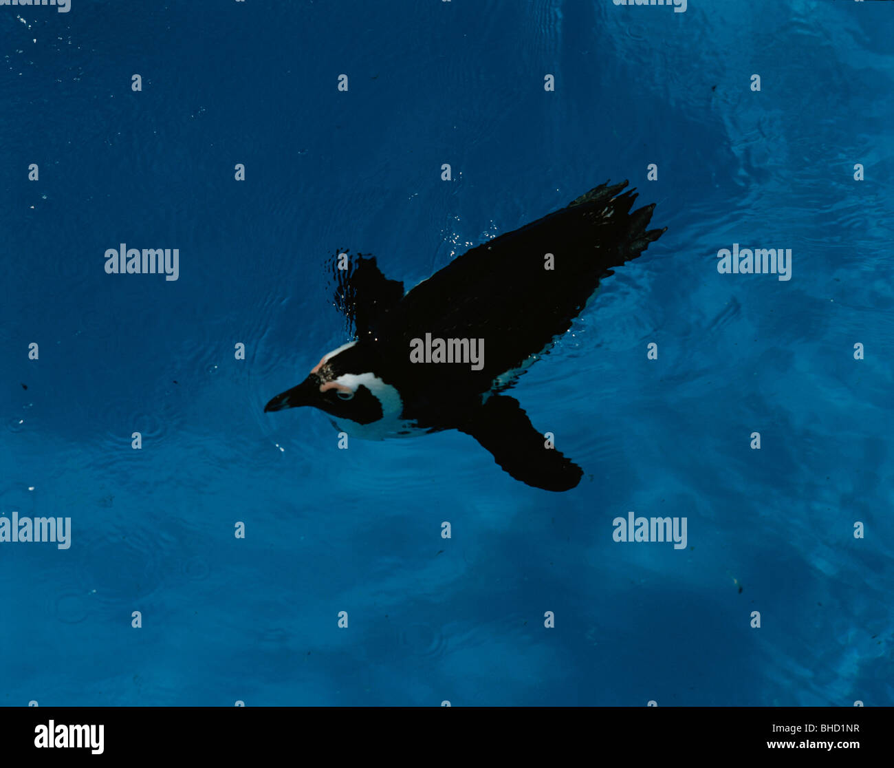 Humboldt penguin swimming in pool Stock Photo - Alamy