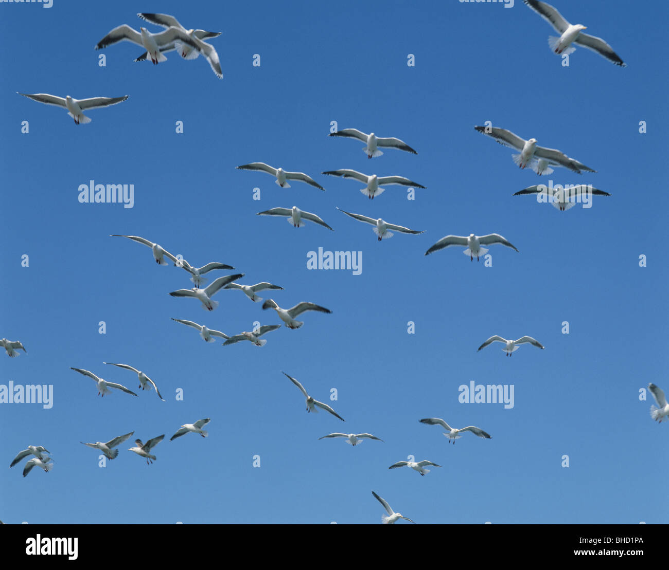 Flock of seagulls flying in blue sky Stock Photo - Alamy
