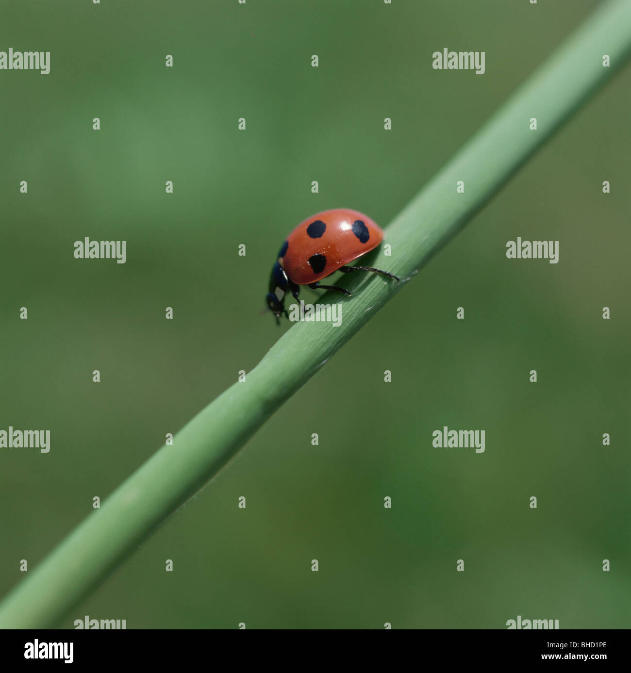 Ladybug on plant stem Stock Photo - Alamy