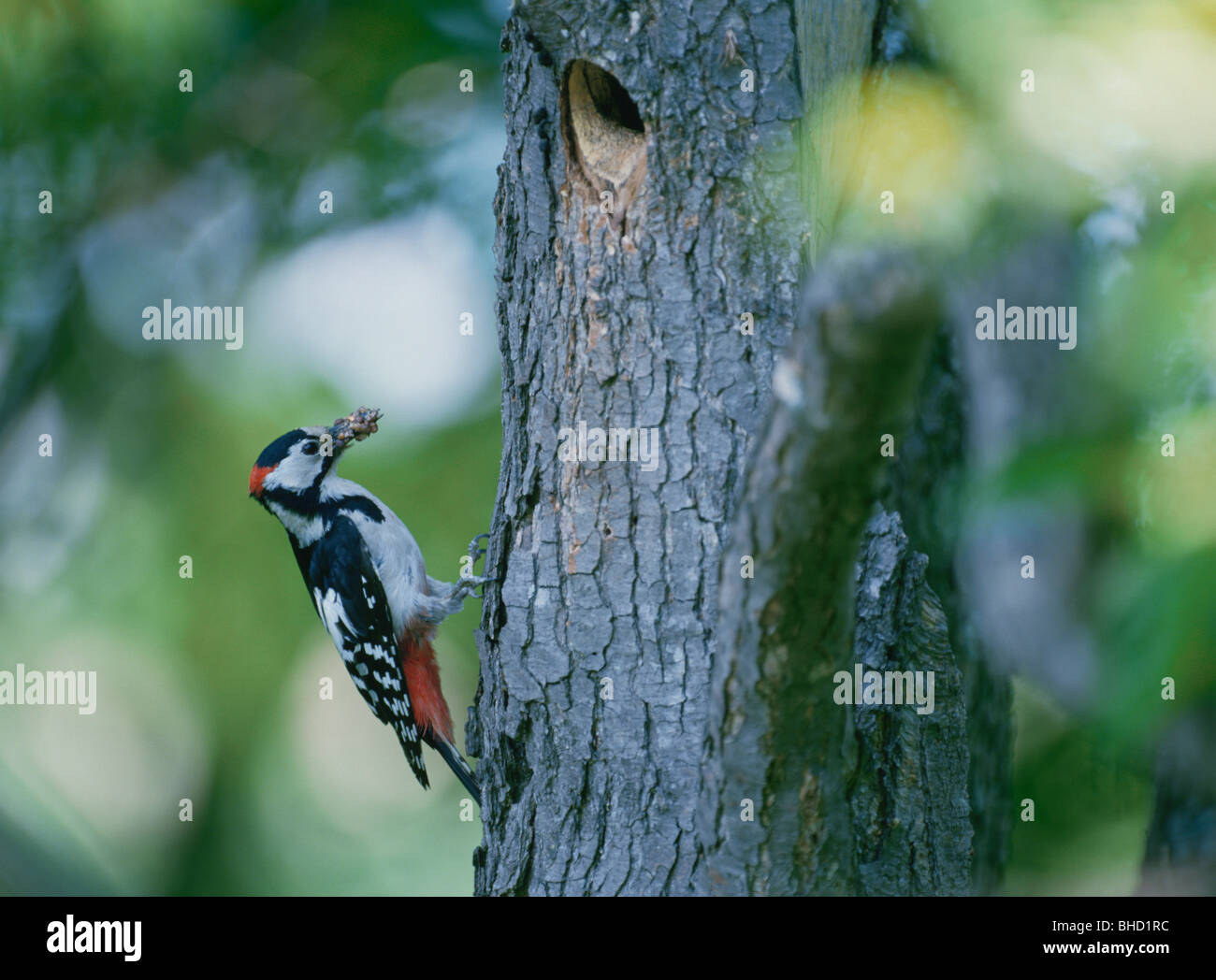 Great spotted woodpecker feeding from tree trunk Stock Photo - Alamy