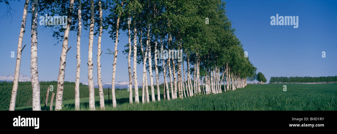 Silver birch trees in row in field, Asahikawa, Hokkaido, Japan Stock ...