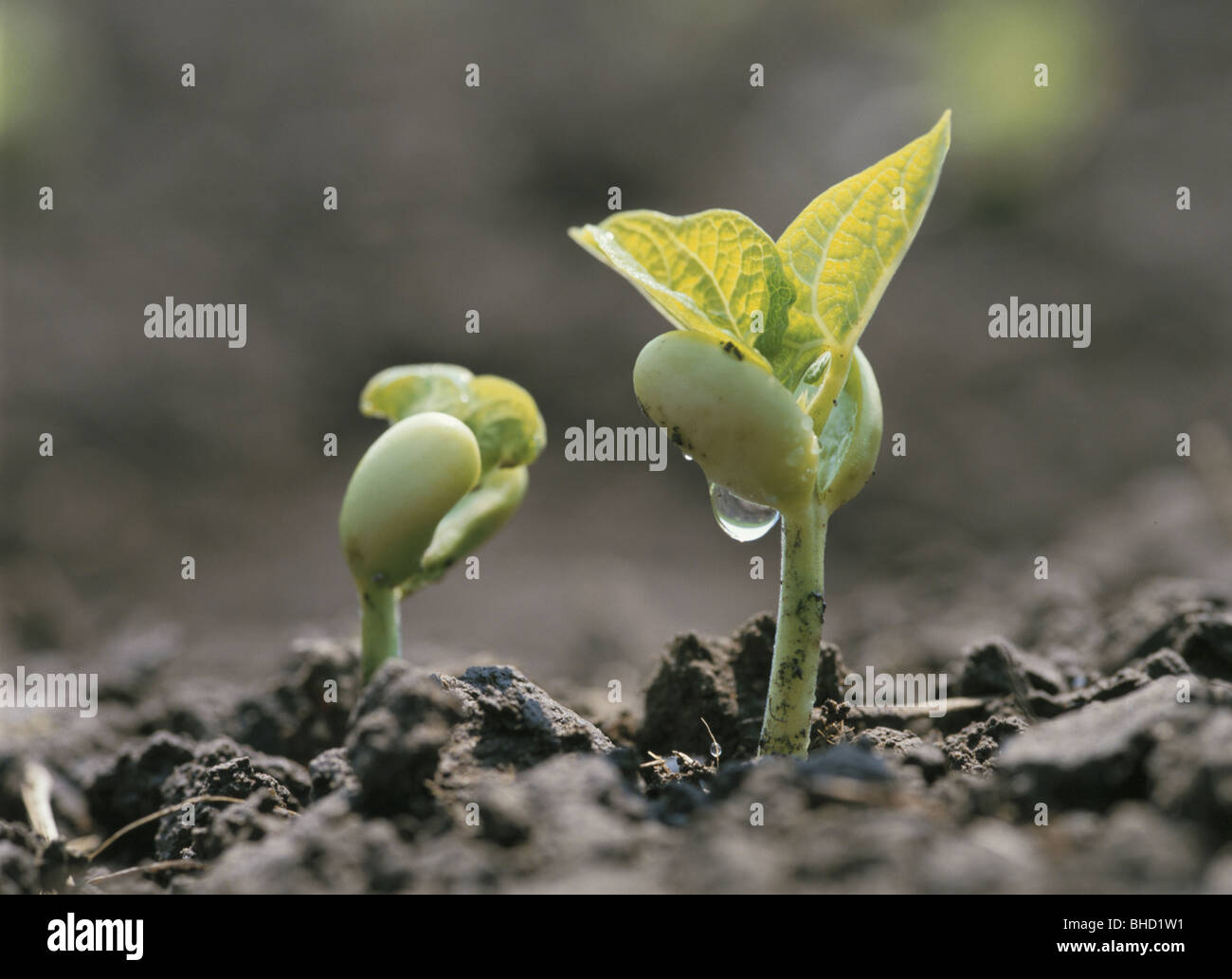 Bean sprouts growing Stock Photo - Alamy