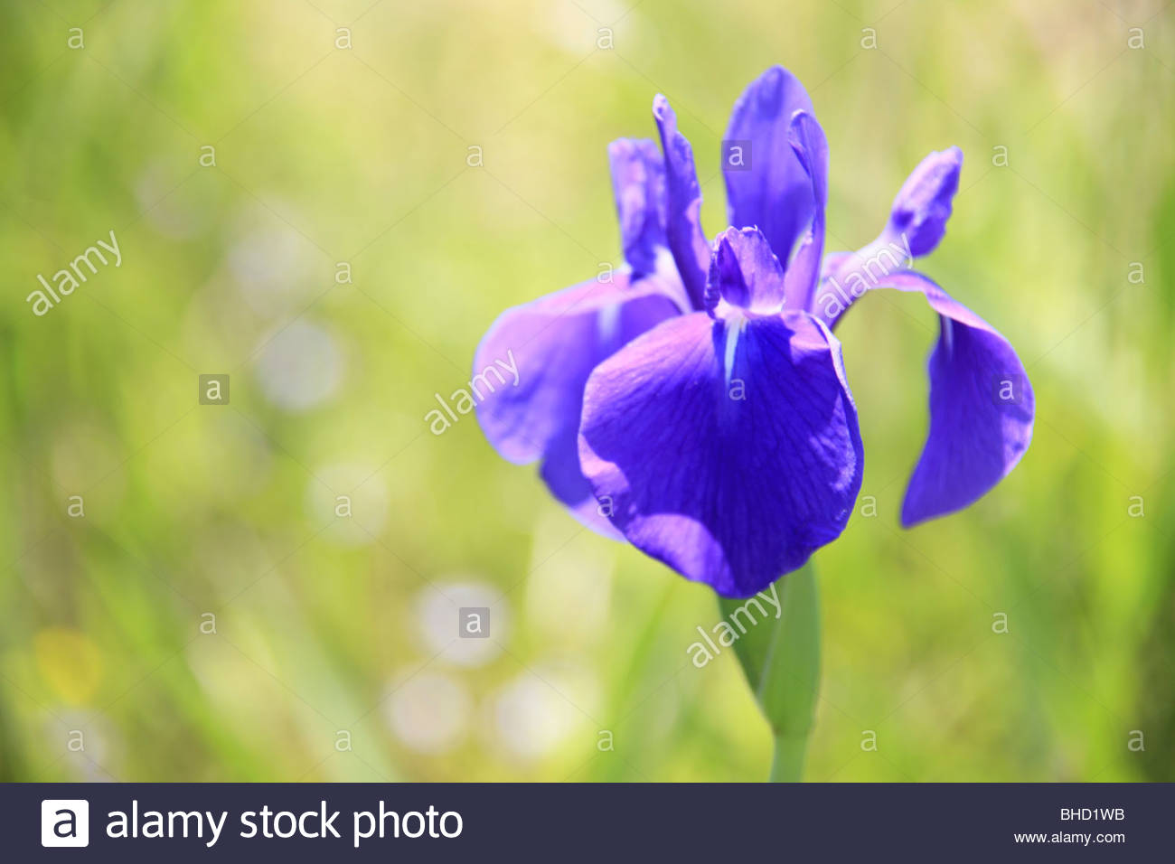 Rabbit Flowers Stock Photos & Rabbit Flowers Stock Images - Alamy