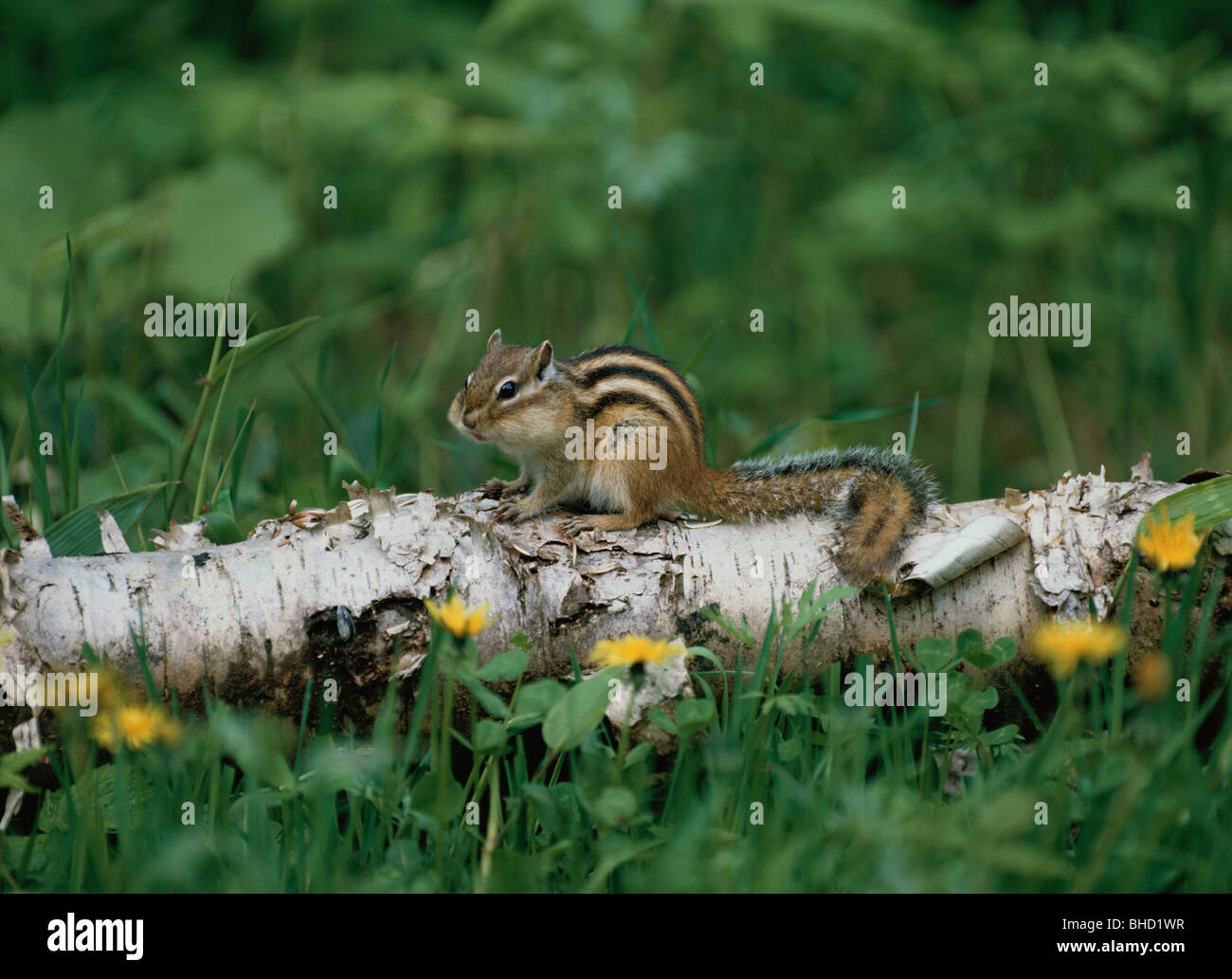 Squirrel on log Stock Photo - Alamy