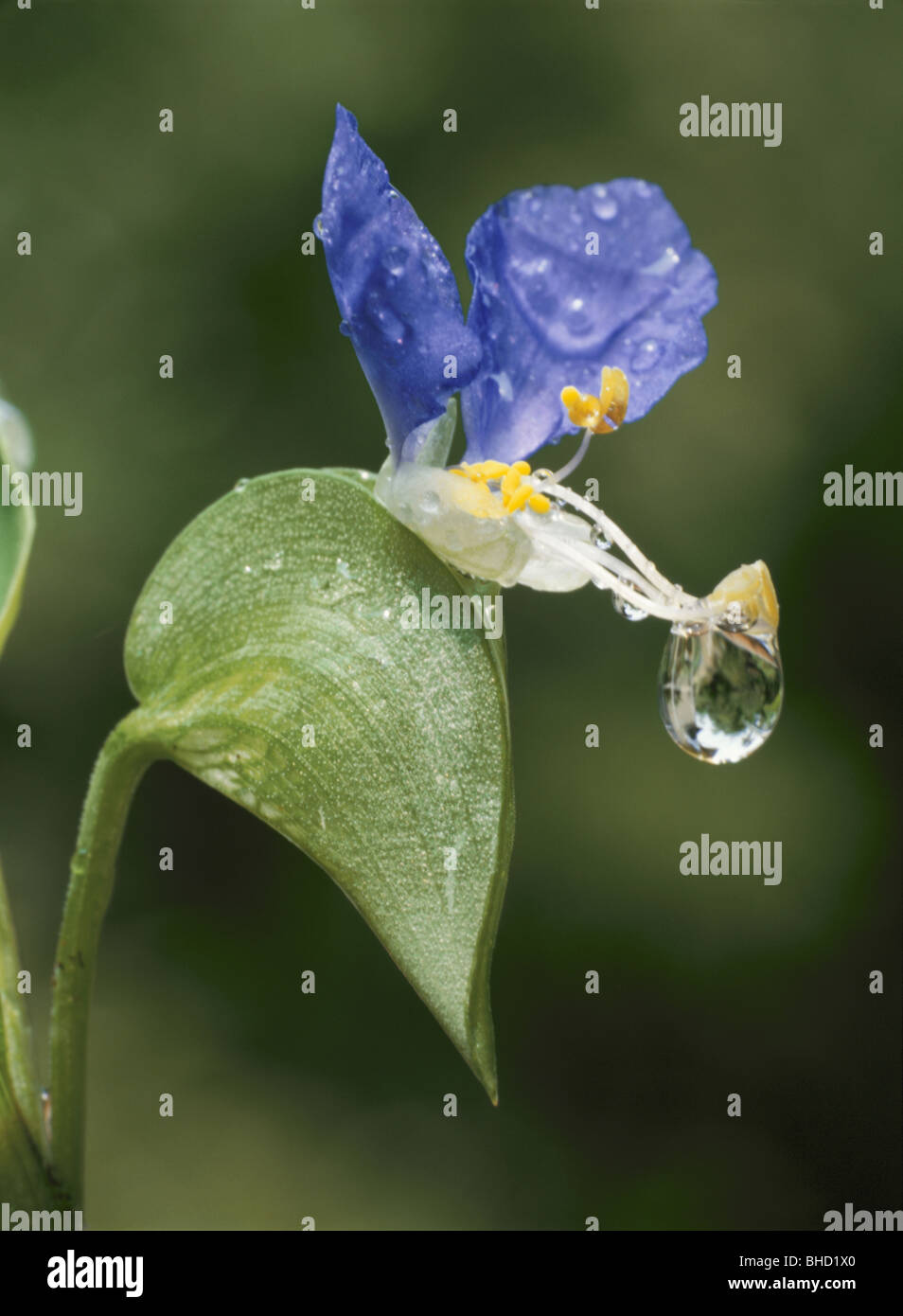 Water dripping on flower in hi-res stock photography and images - Alamy