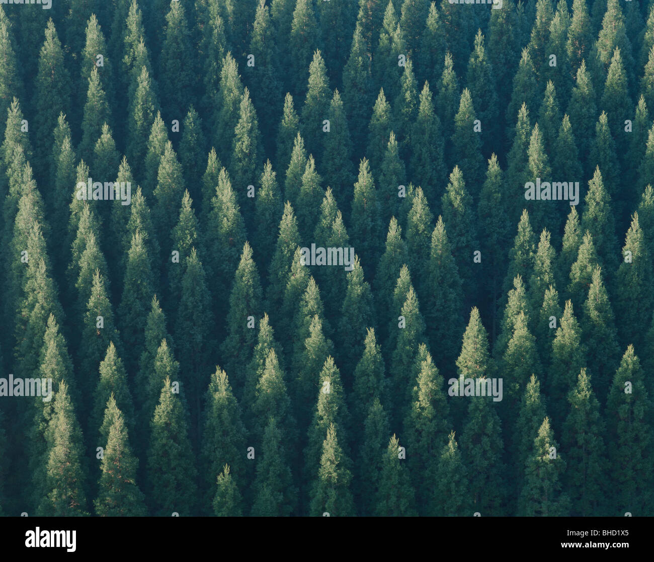 Cedar trees in forest for lumber industry, Oita Prefecture, Japan Stock ...