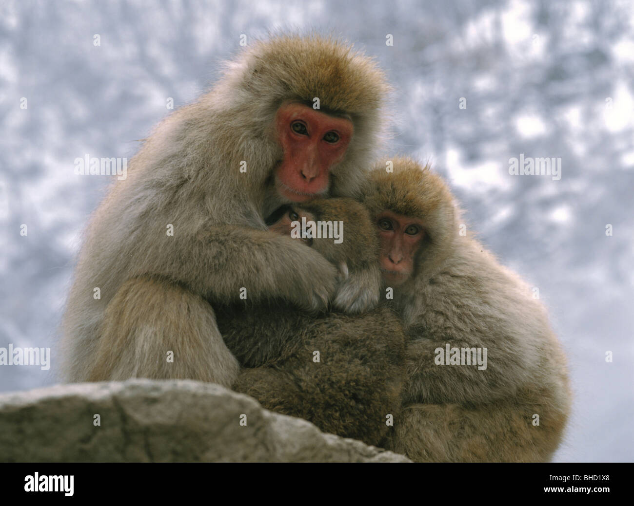 Japanese macaque family huddling together, Nagano Prefecture, Japan ...