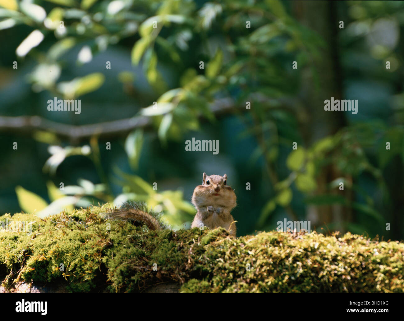 Siberian chipmunk with full cheeks Stock Photo - Alamy