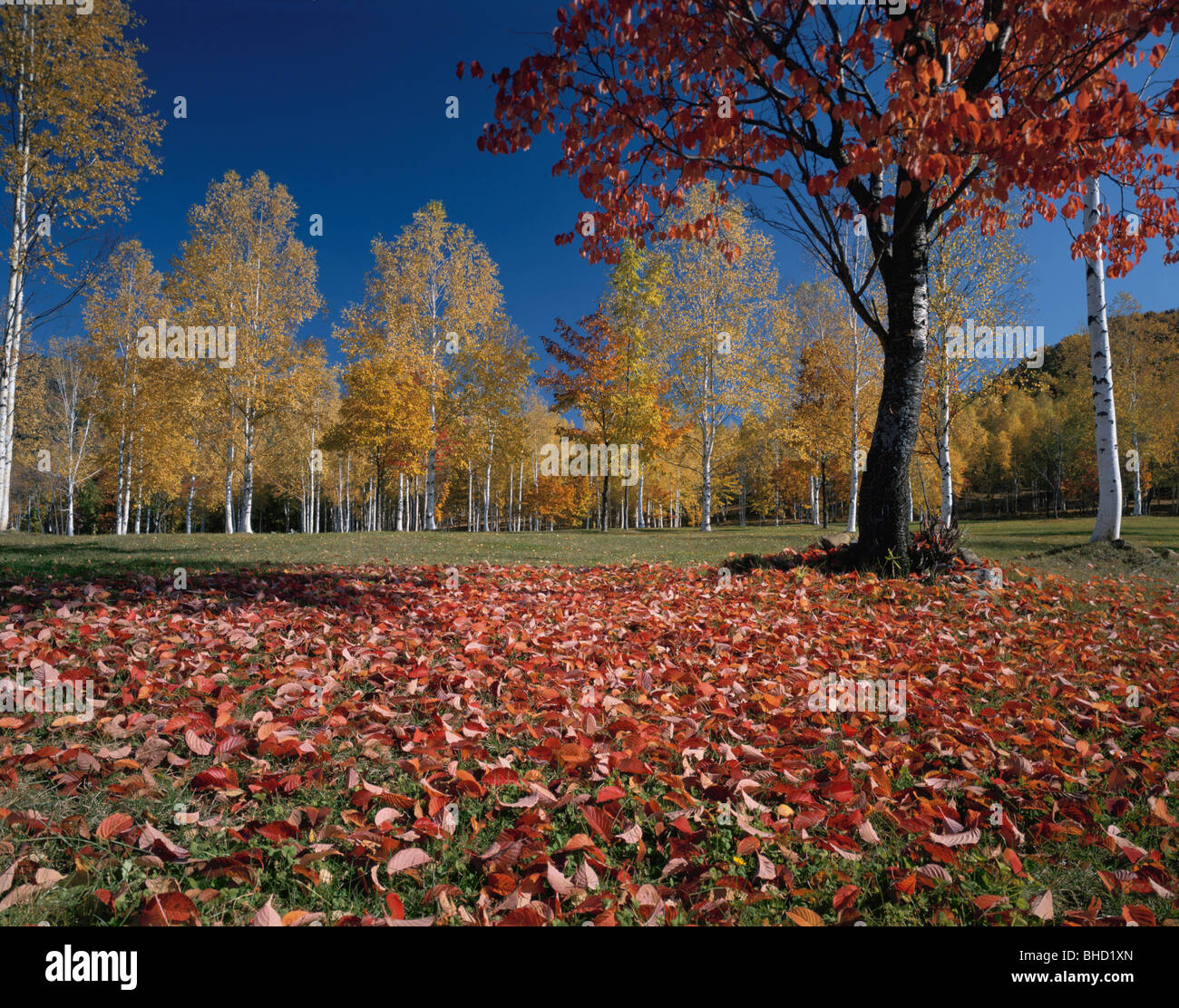 Fallen leaves in grove, Shibetsu, Hokkaido, Japan Stock Photo - Alamy